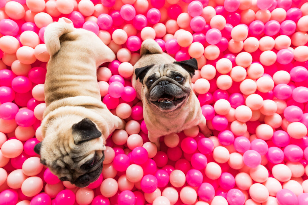 Manchester's first Pug Cafe CuppaPug - Explore Manchester