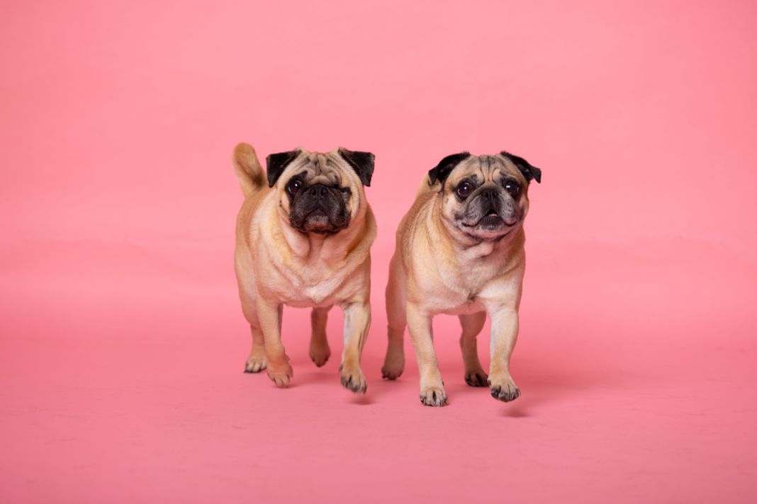 Manchester's first Pug Cafe CuppaPug - Explore Manchester